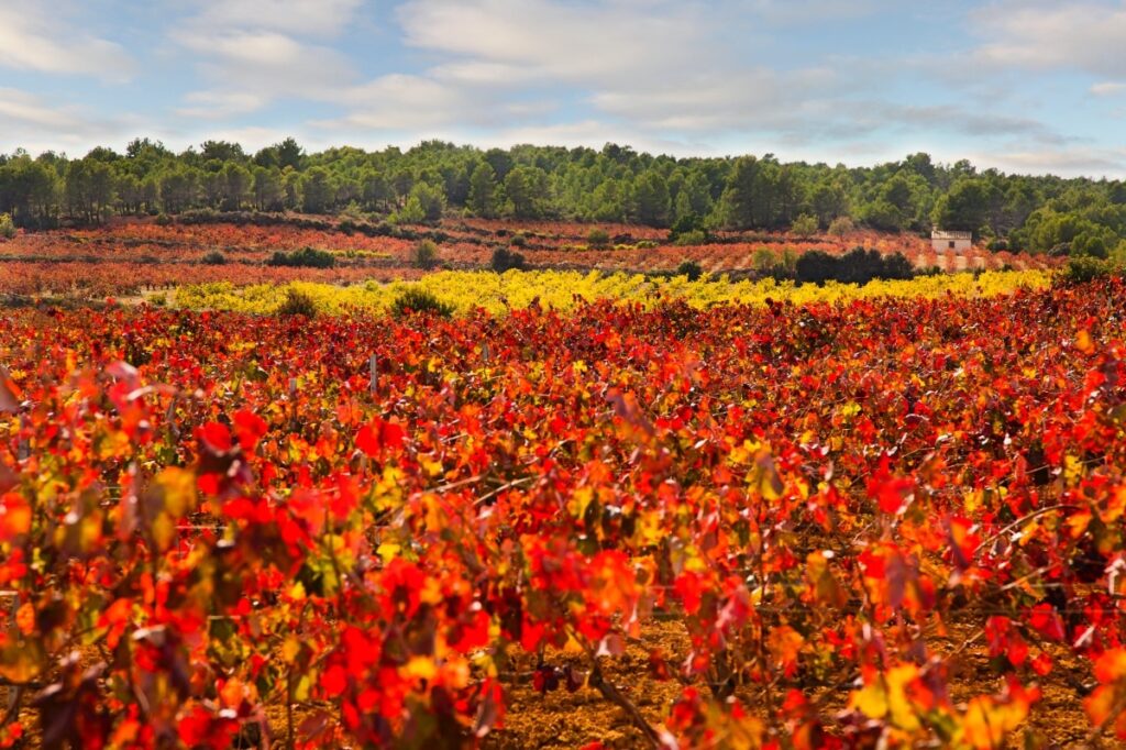 Explora la Tierra Bobal en Utiel Requena, Valencia: ¡una experiencia ...