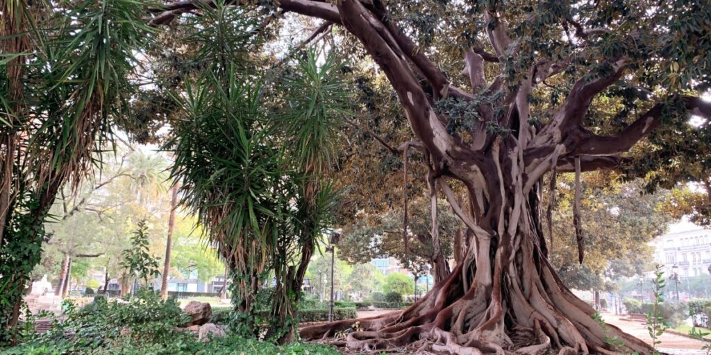 Descubre el poder y la belleza de los históricos ficus de Valencia