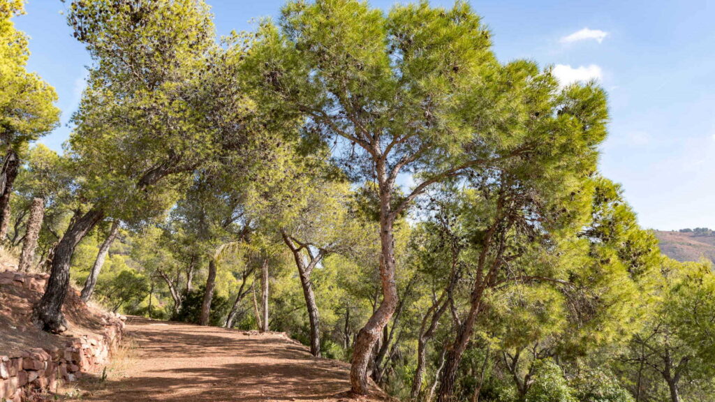 Explora la sierra Calderona en Valencia: ¡un paseo imperdible lleno de ...